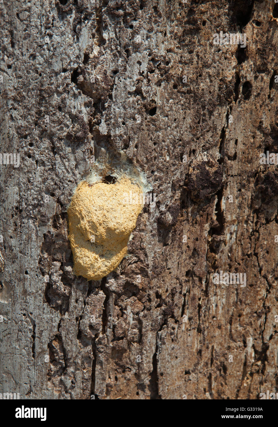Nidi di insetti immagini e fotografie stock ad alta risoluzione - Alamy