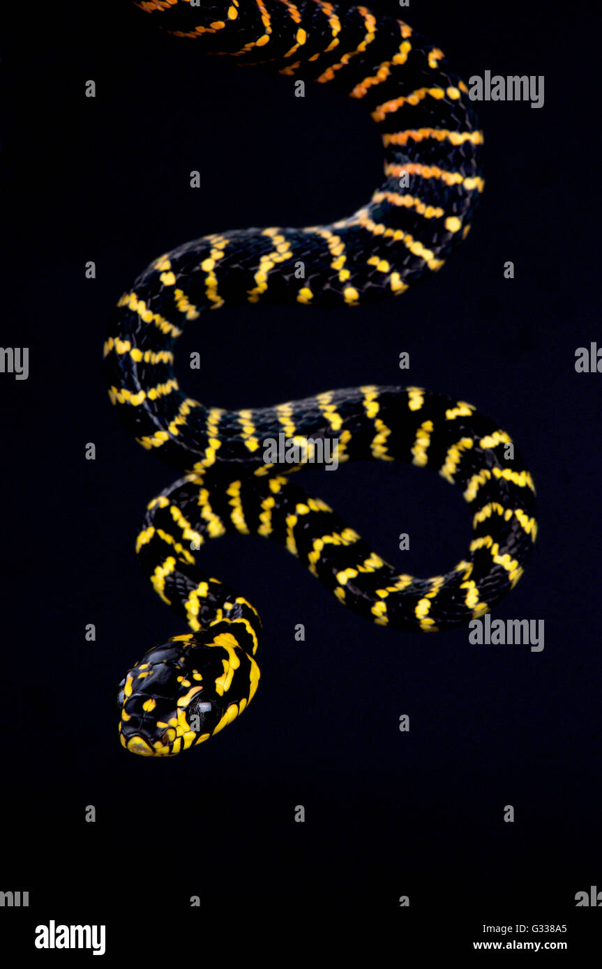 Serpente a strisce nere immagini e fotografie stock ad alta risoluzione ...