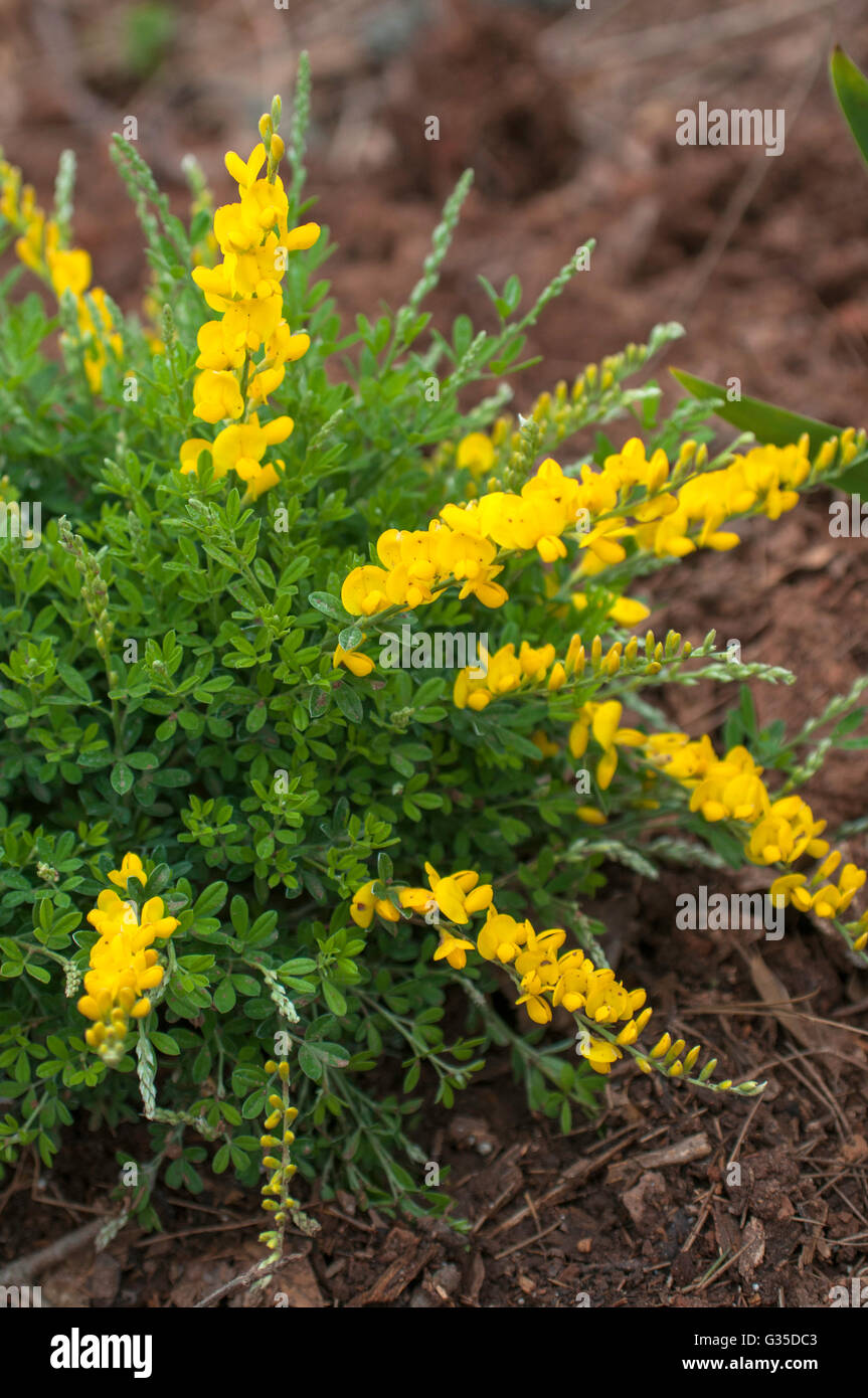 Dwarf broom immagini e fotografie stock ad alta risoluzione - Alamy