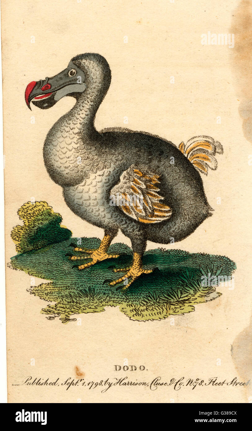 Uccello dodo immagini e fotografie stock ad alta risoluzione - Alamy