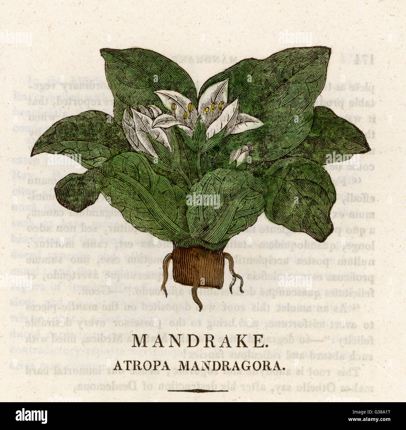 Mandragora mandrake immagini e fotografie stock ad alta risoluzione - Alamy