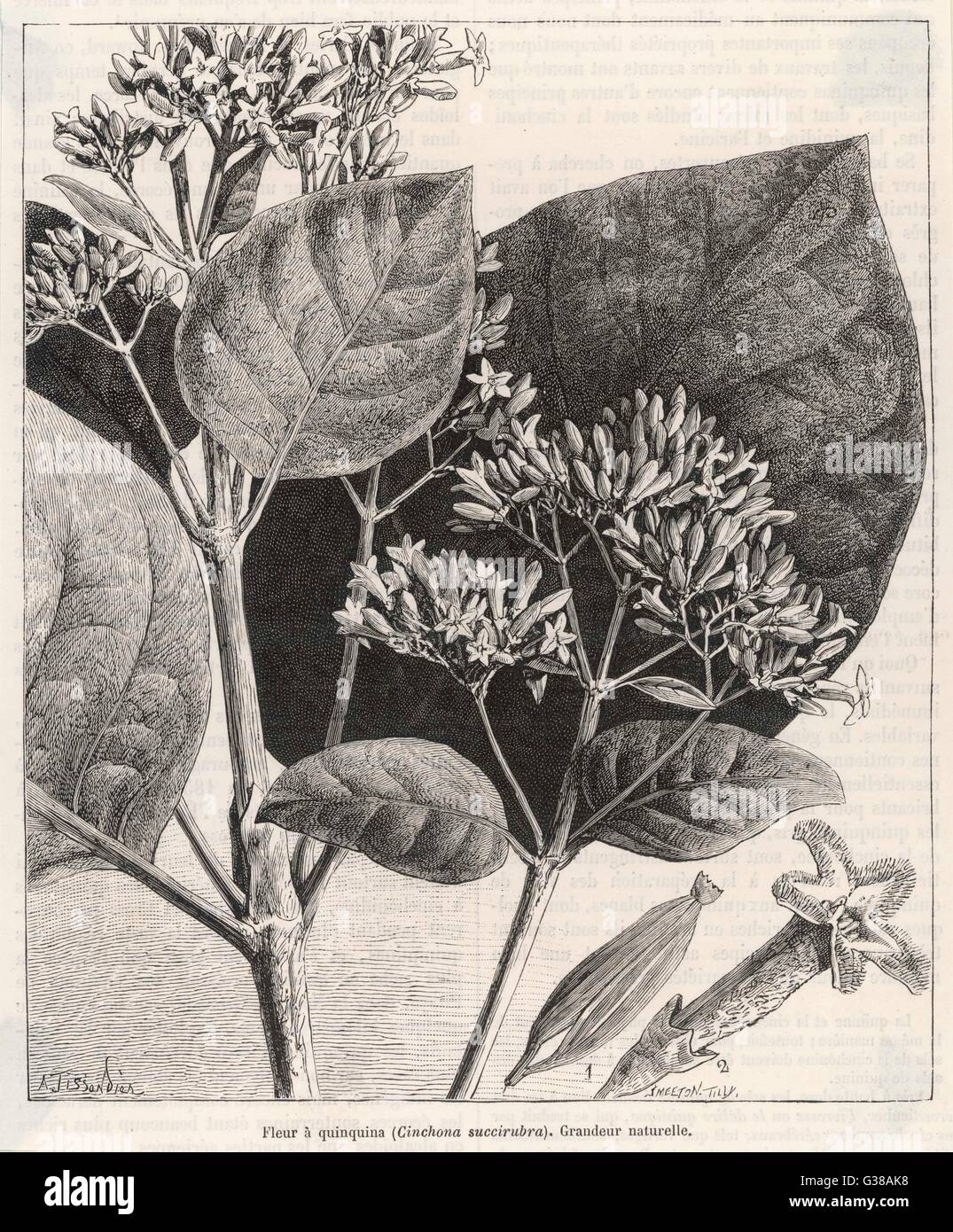 Il fiore lascia la data della pianta del chinino immagini e fotografie ...