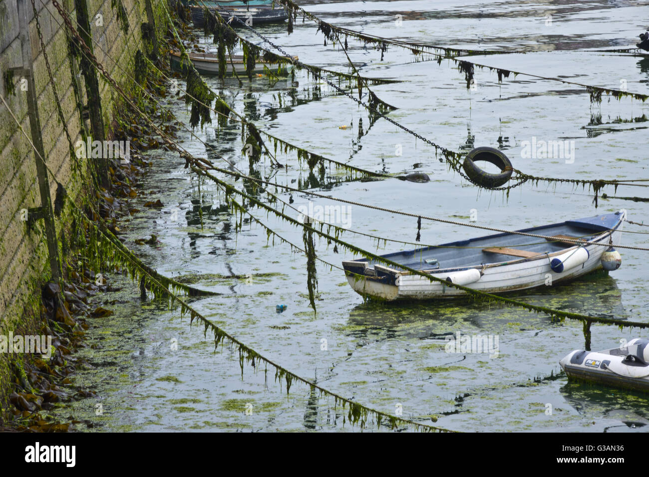 Corde di alghe immagini e fotografie stock ad alta risoluzione - Alamy