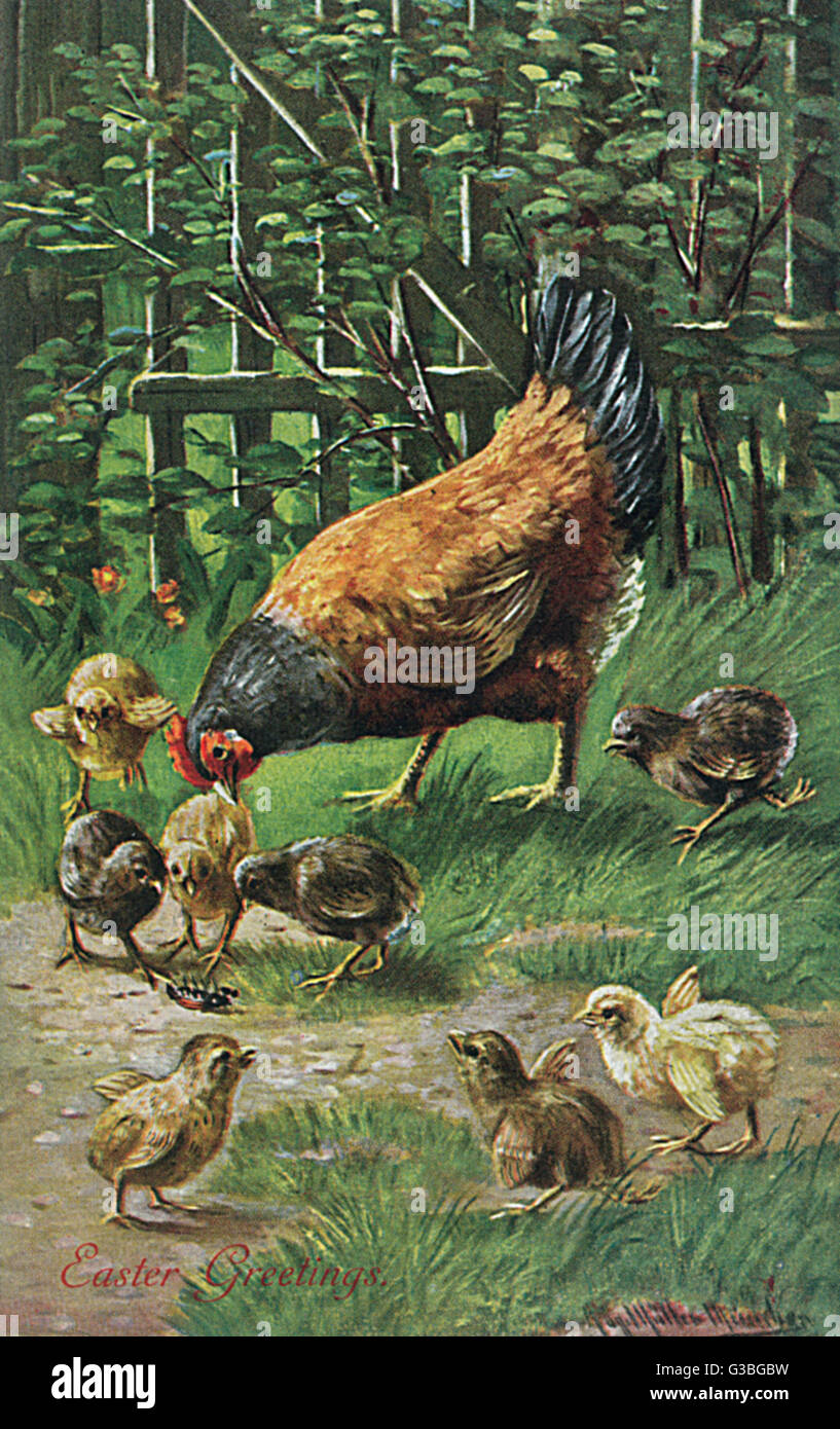 Gallina con i pulcini immagini e fotografie stock ad alta risoluzione ...