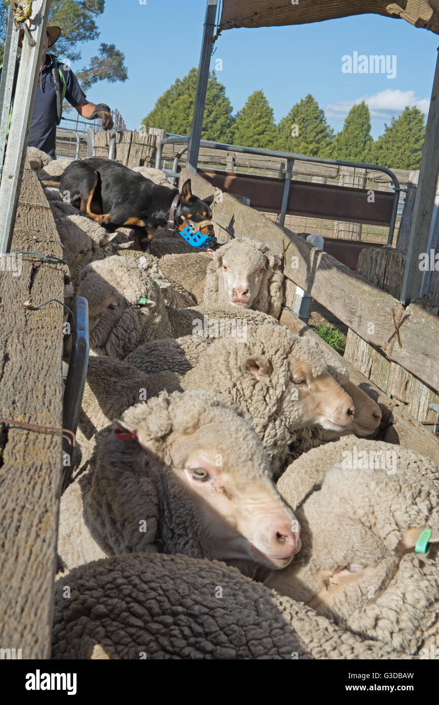 Kelpie cane di pecora imbrancandosi di Pecore Merino in cantiere di ...
