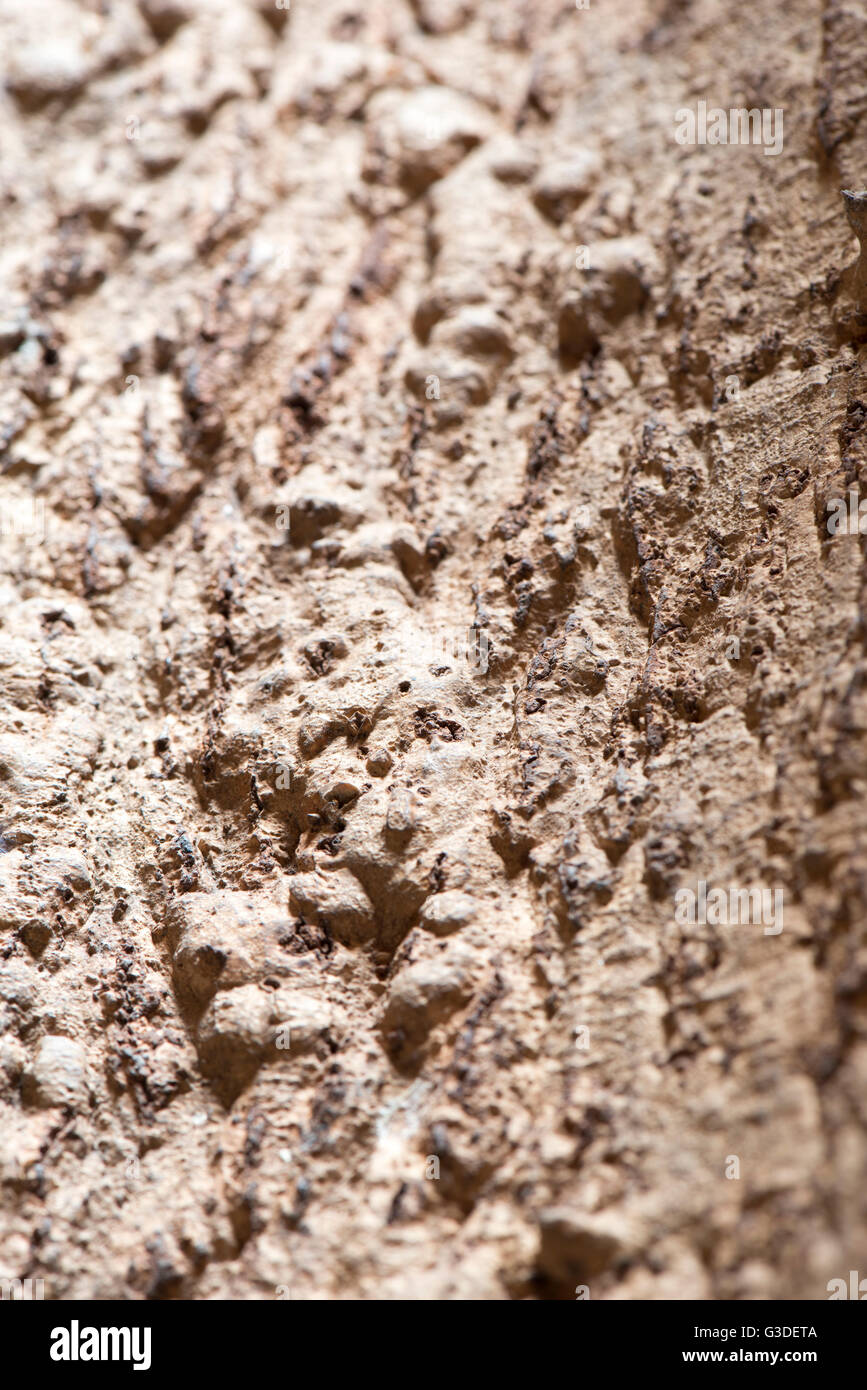 Corteccia di quercia da sughero texture immagini e fotografie stock ad ...