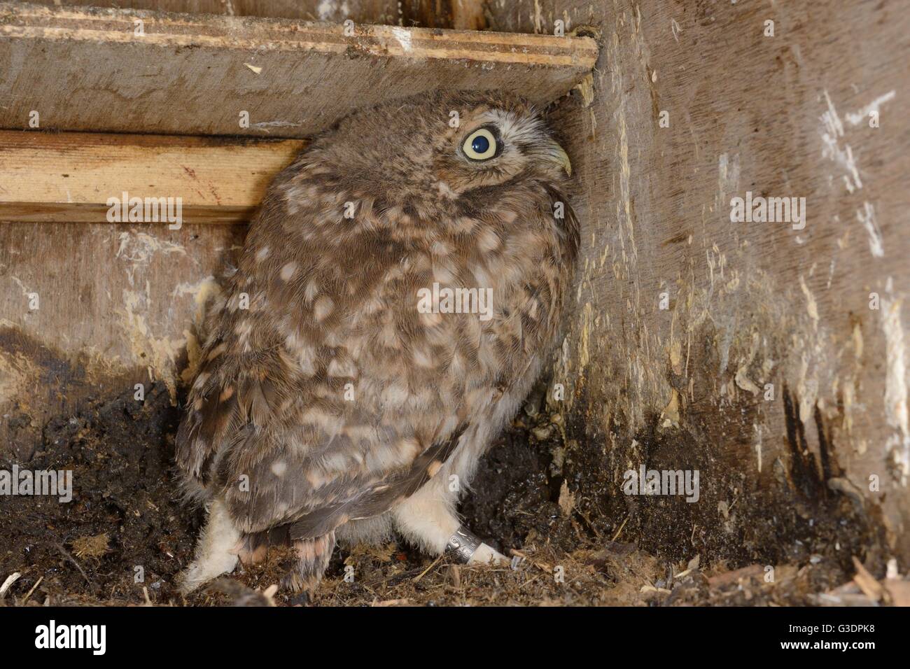 Case per gufi immagini e fotografie stock ad alta risoluzione - Alamy