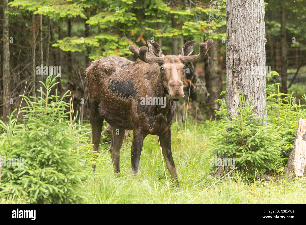Maschio di alce immagini e fotografie stock ad alta risoluzione - Alamy