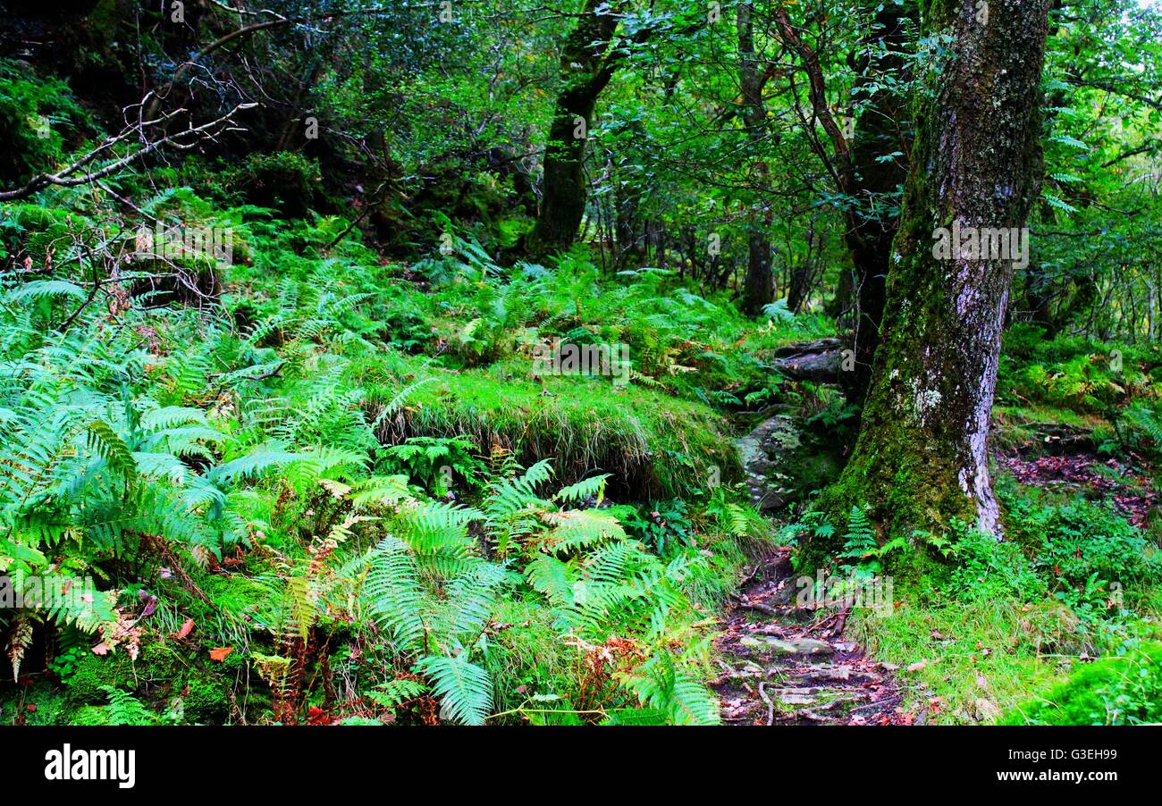 Cespuglio verde lussureggiante immagini e fotografie stock ad alta ...
