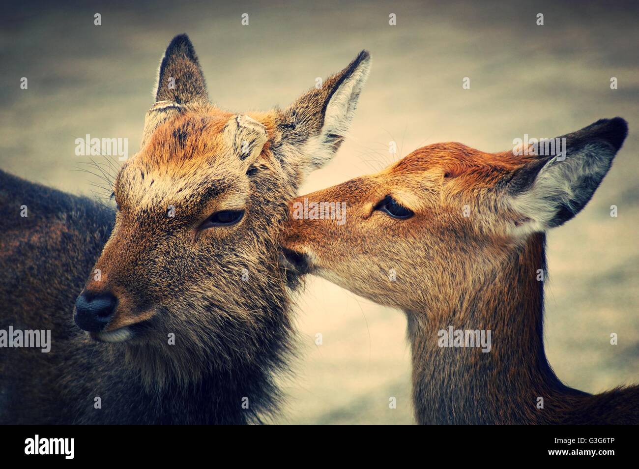 Cervo sacro miyajima giappone immagini e fotografie stock ad alta ...