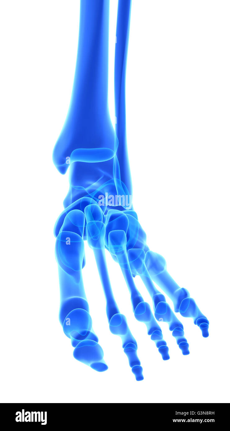 Scheletro del piede immagini e fotografie stock ad alta risoluzione - Alamy