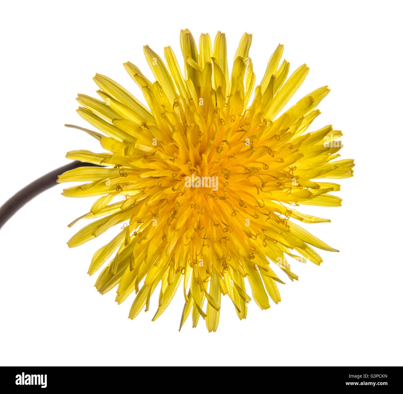 Il Dente Di Leone Comune Immagini e Fotos Stock - Alamy