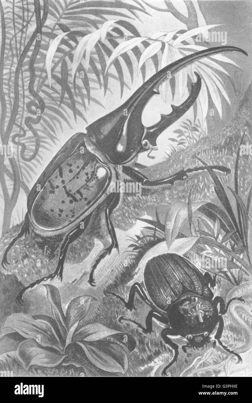 Come vedono gli insetti Foto e Immagini Stock in Bianco e Nero - Alamy