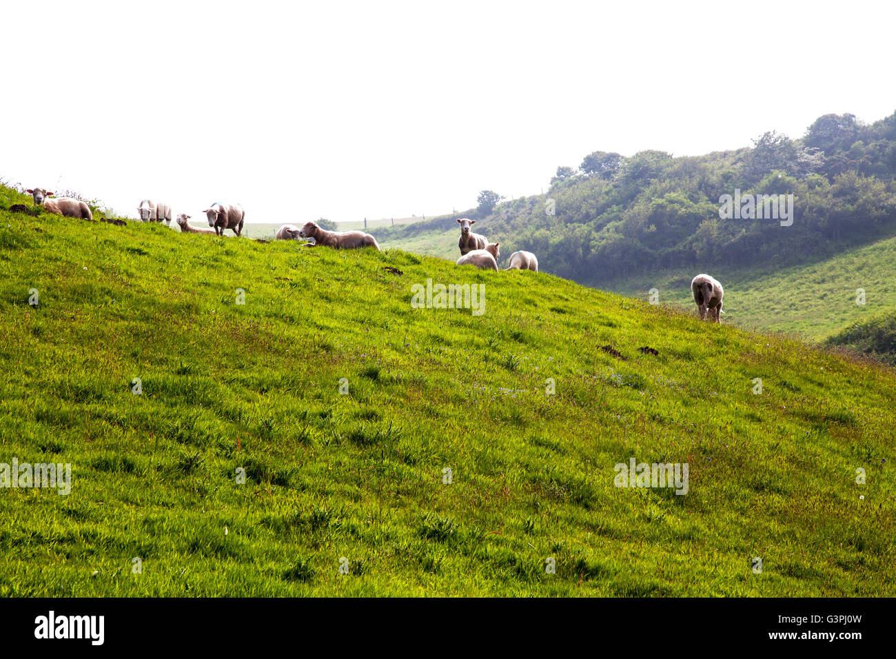 Animali al pascolo in campo immagini e fotografie stock ad alta ...