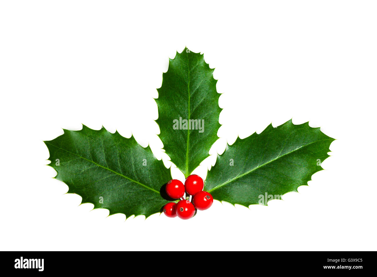 Simbolo di bacche di agrifoglio Immagini senza sfondo e Foto Stock ...