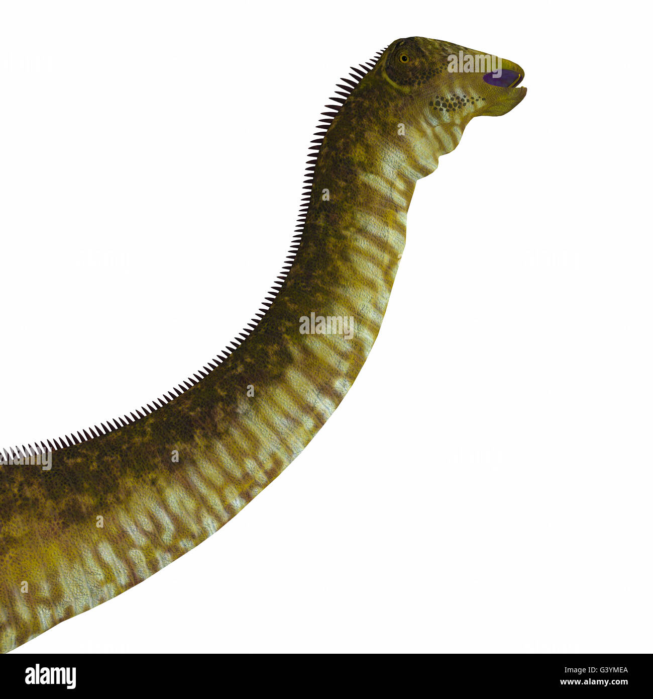 Nigersaurus taqueti immagini e fotografie stock ad alta risoluzione - Alamy