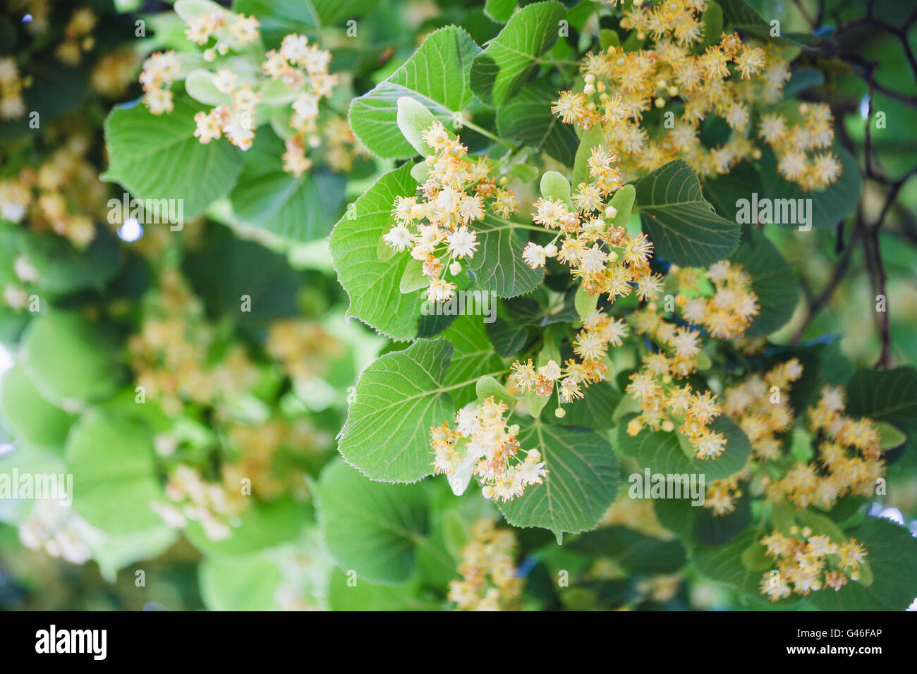 Albero di tiglio in fiore immagini e fotografie stock ad alta ...
