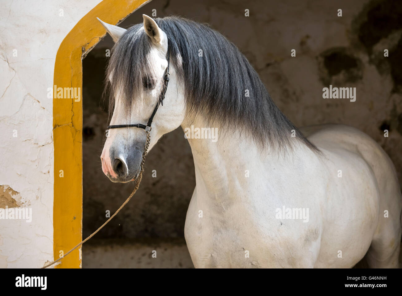 Muro Di Criniera Immagini e Fotos Stock - Alamy