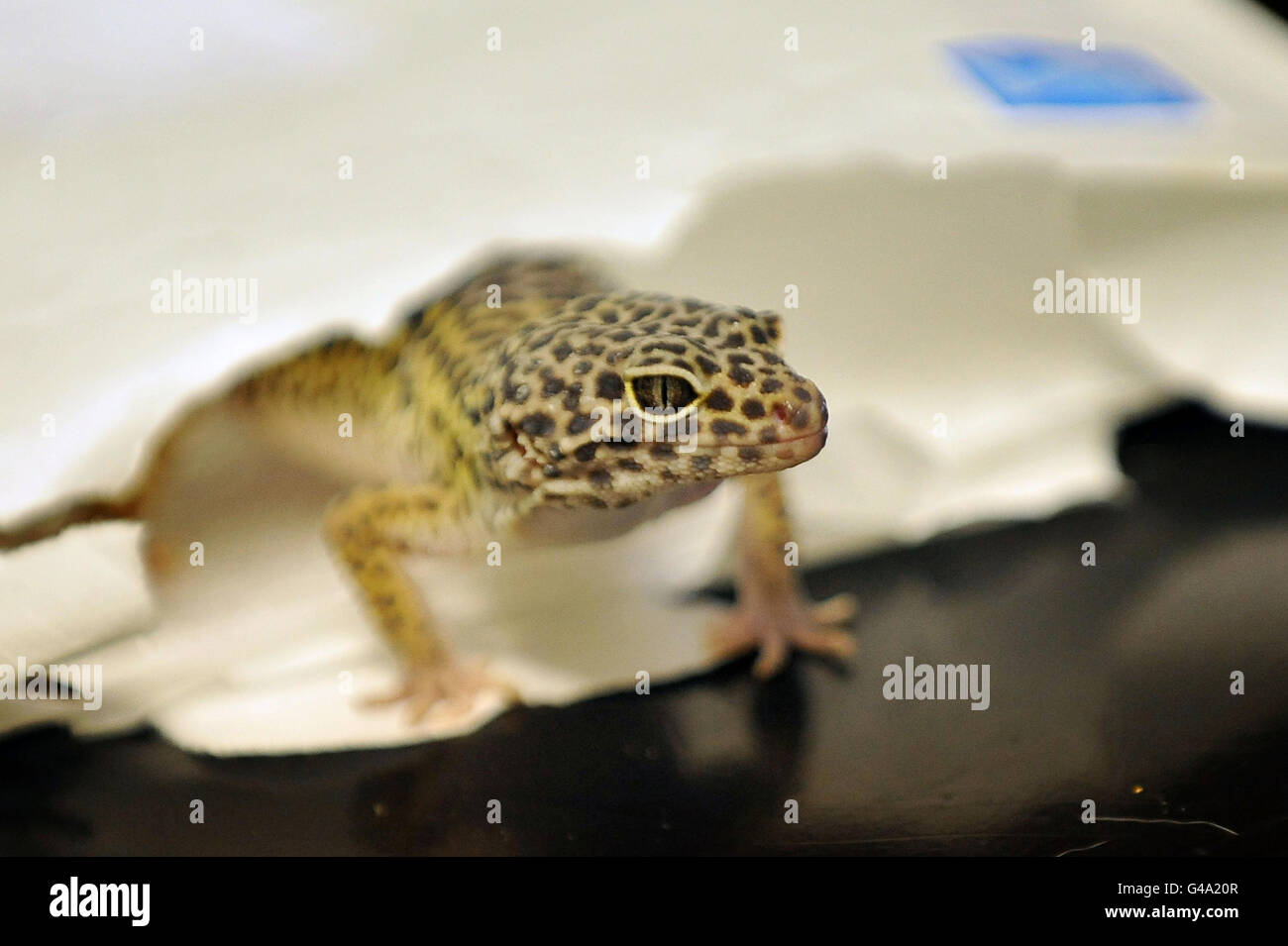 Animali geco vista generale gv mangrr immagini e fotografie stock ad ...