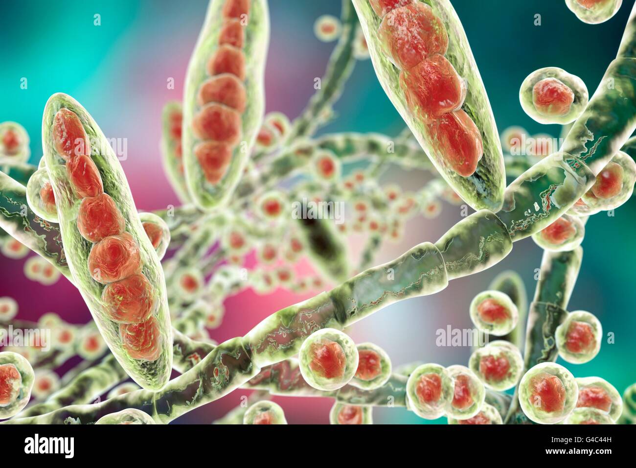 Computer illustrazione di Trichophyton mentagrophytes, la causa del ...