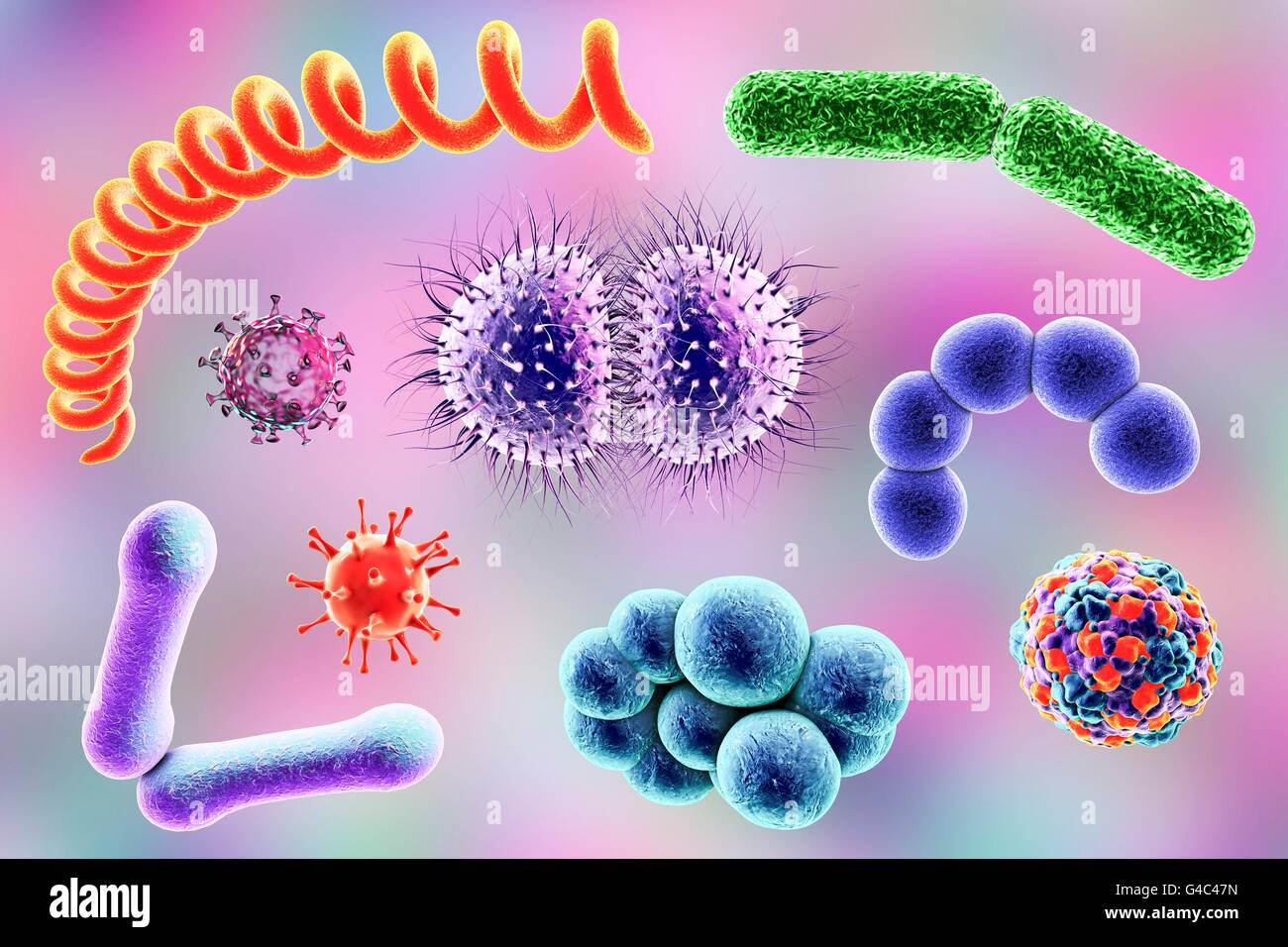 Tipos de bacterias microbiologia immagini e fotografie stock ad alta ...