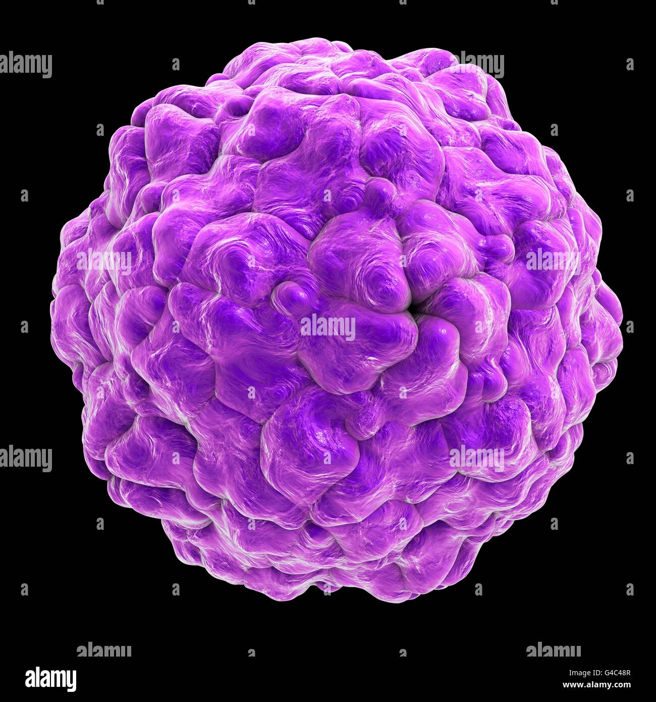 Parechovirus, illustrazione del computer. I virus di RNA da famiglia ...