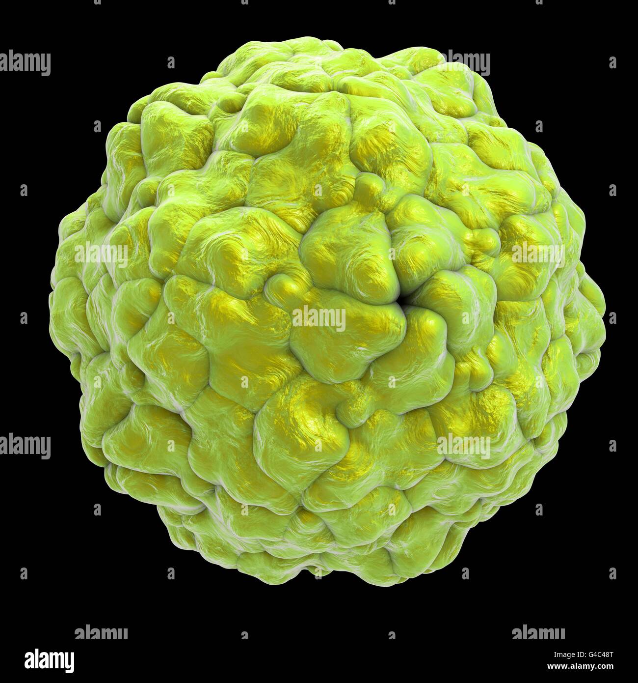 Parechovirus, illustrazione del computer. I virus di RNA da famiglia ...