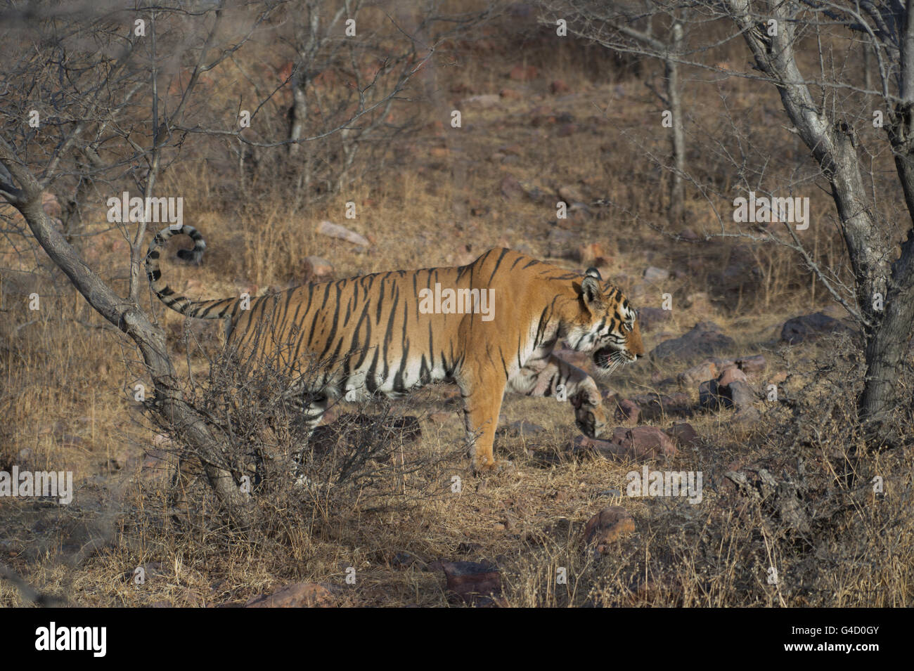 Felini felini mammifero mammiferi predatori predatori roberto nistri ...