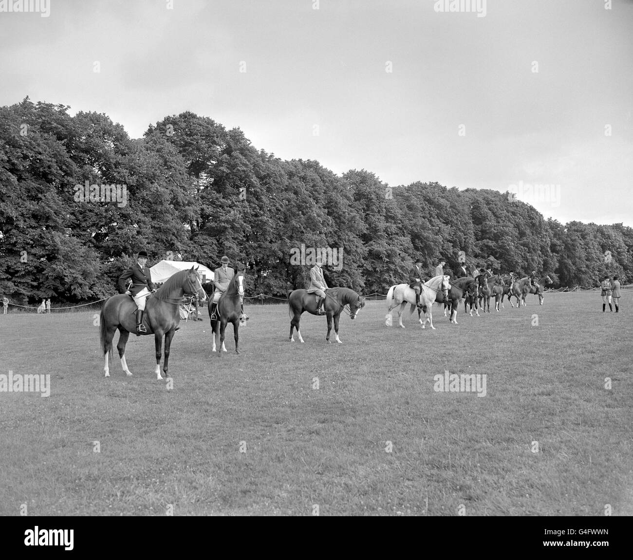 Mostra Nazionale del Cavallo - Il cavallo arabo la società mostra ...