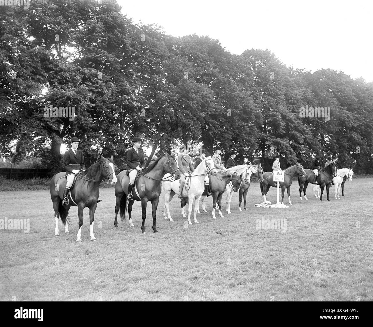 Mostra Nazionale del Cavallo - Il cavallo arabo la società mostra ...