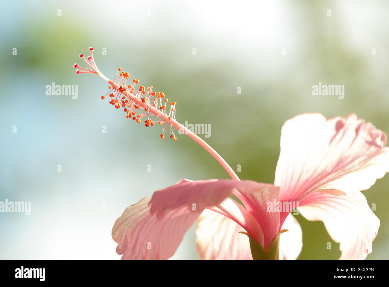 Ibisco tropicale rosa immagini e fotografie stock ad alta risoluzione ...