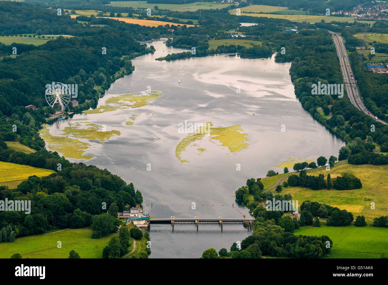 Antenna, pianta acquatica Elodea, elodea nuttallii, waterweed, acqua ...