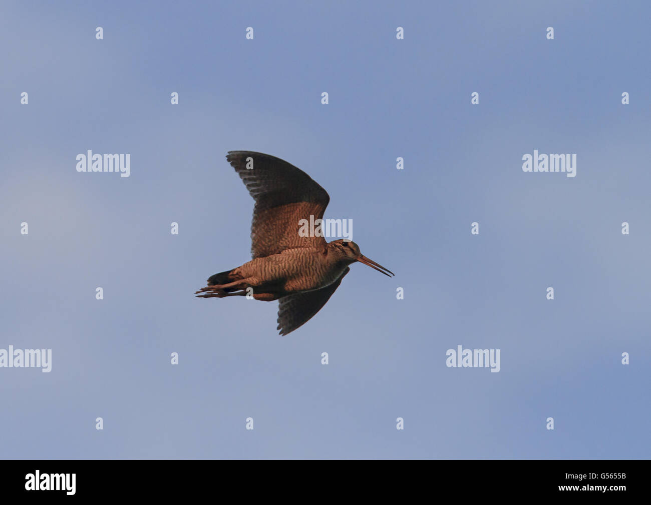 Beccaccia in volo immagini e fotografie stock ad alta risoluzione - Alamy