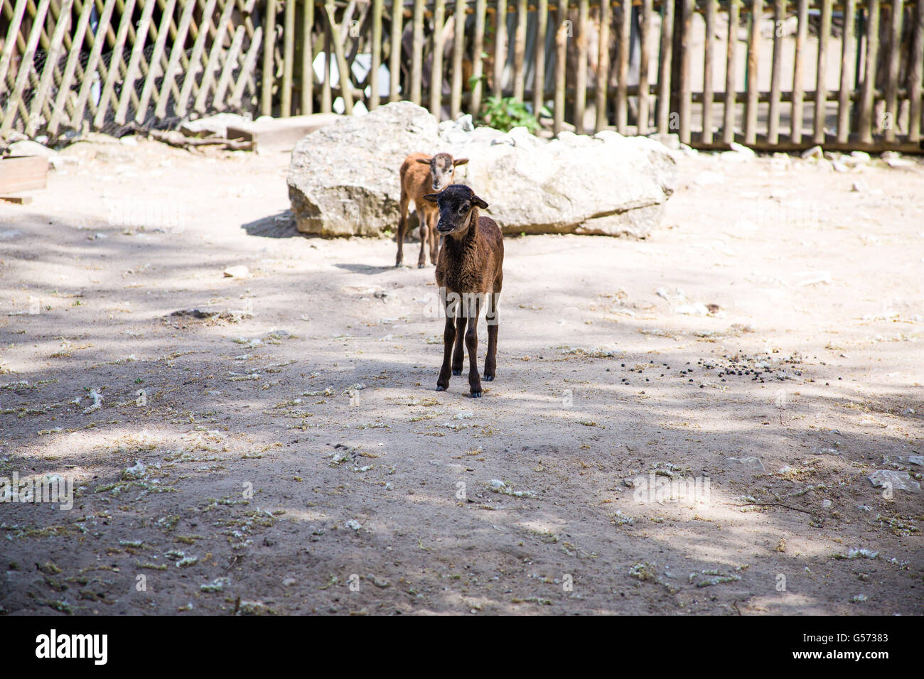 Capre marroni immagini e fotografie stock ad alta risoluzione - Alamy