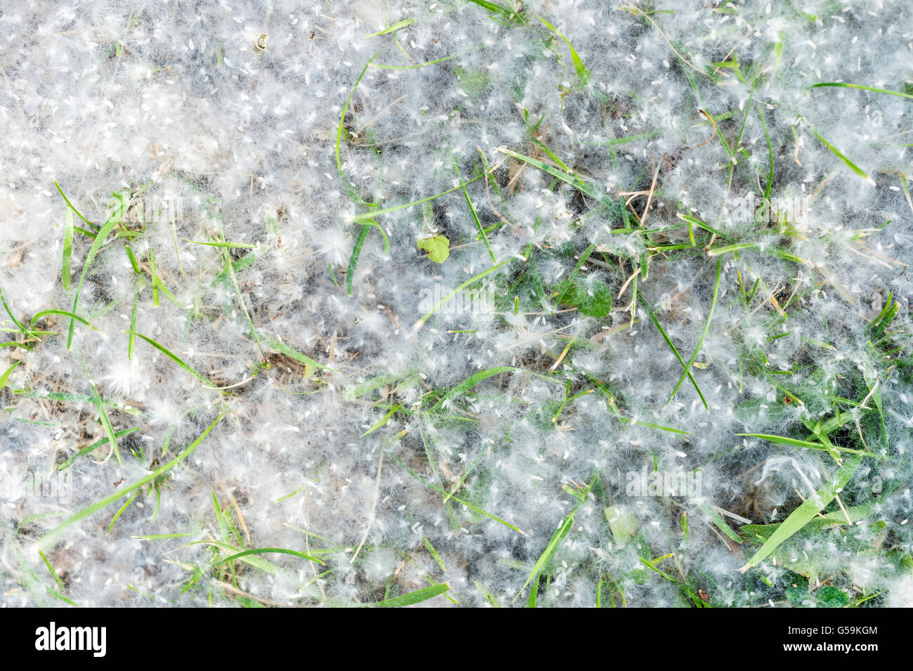 Semi di pioppo bianco immagini e fotografie stock ad alta risoluzione ...