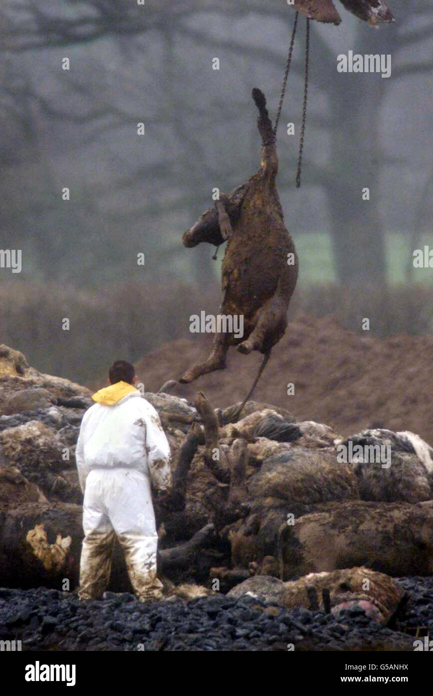 Una pira di mucche e pecore immagini e fotografie stock ad alta ...