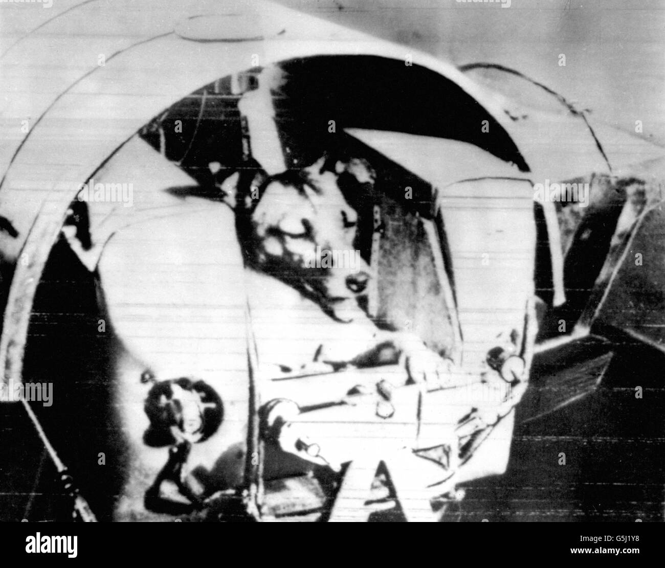 Laika dog space immagini e fotografie stock ad alta risoluzione - Alamy