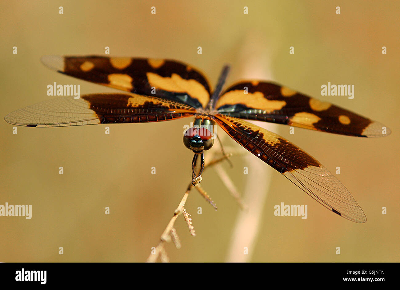 Ciclo di vita della libellula immagini e fotografie stock ad alta ...