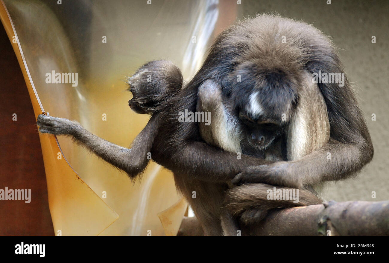 Scimmie ragno variegato immagini e fotografie stock ad alta risoluzione ...