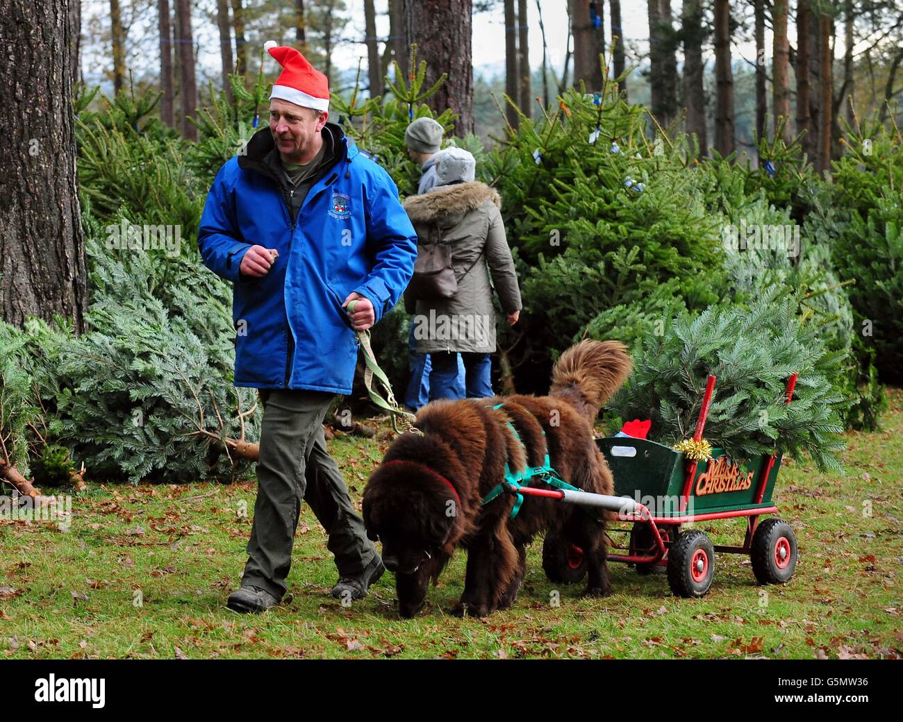 Dave bone porta un cane gigante di terranova chiamato obi immagini e ...