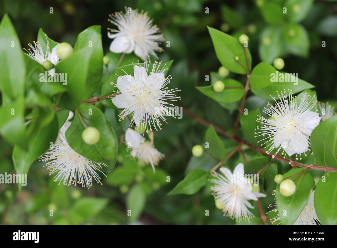 Mirto nativo immagini e fotografie stock ad alta risoluzione - Alamy