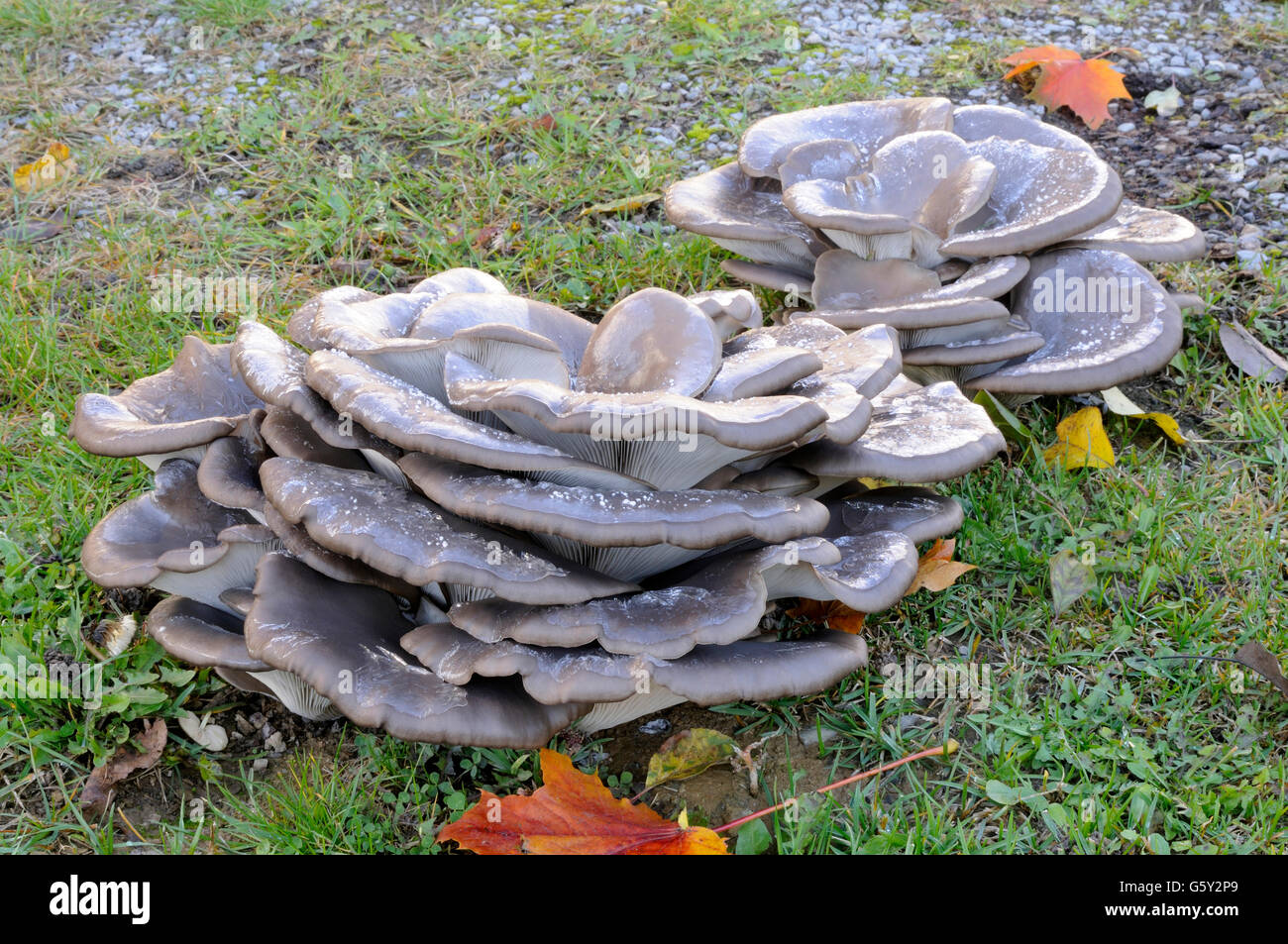 Oyster mushroom pleurotus ostreatus immagini e fotografie stock ad alta ...