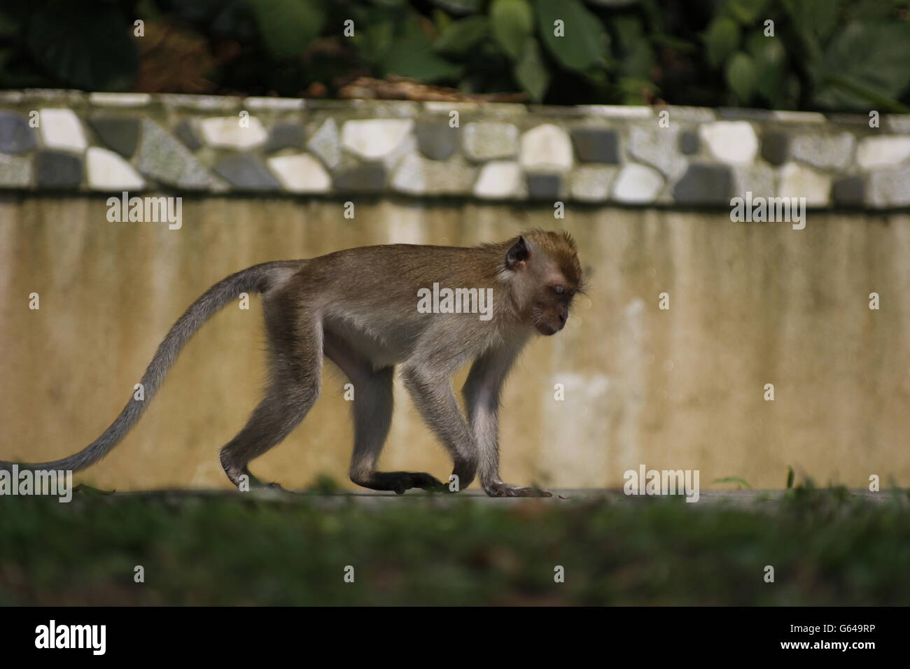 Coda di scimmia immagini e fotografie stock ad alta risoluzione - Alamy