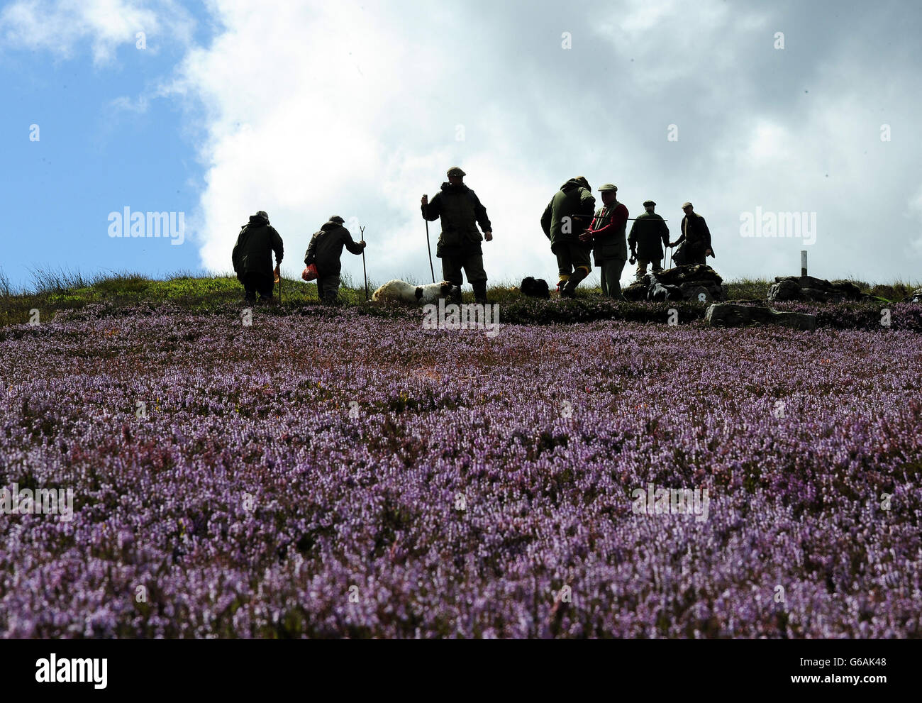 The traditional start of the grouse shooting season immagini e ...