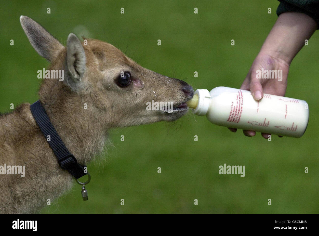 Cervo allevato immagini e fotografie stock ad alta risoluzione - Alamy