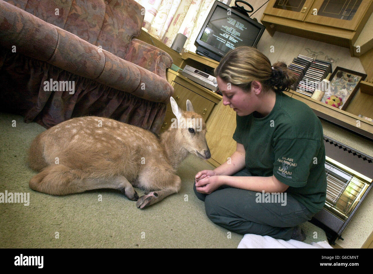 Cervo allevato immagini e fotografie stock ad alta risoluzione - Alamy
