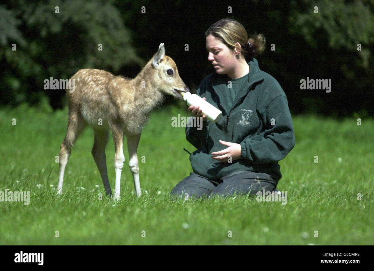 Cervo allevato immagini e fotografie stock ad alta risoluzione - Alamy