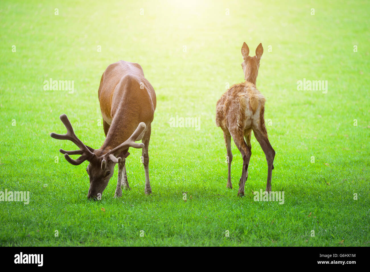 Cervo e cervo immagini e fotografie stock ad alta risoluzione - Alamy