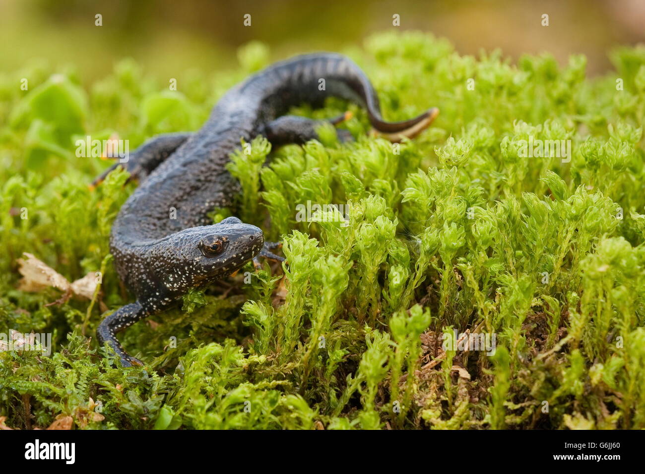 Great crested newt triturus cristatus adult immagini e fotografie stock ...