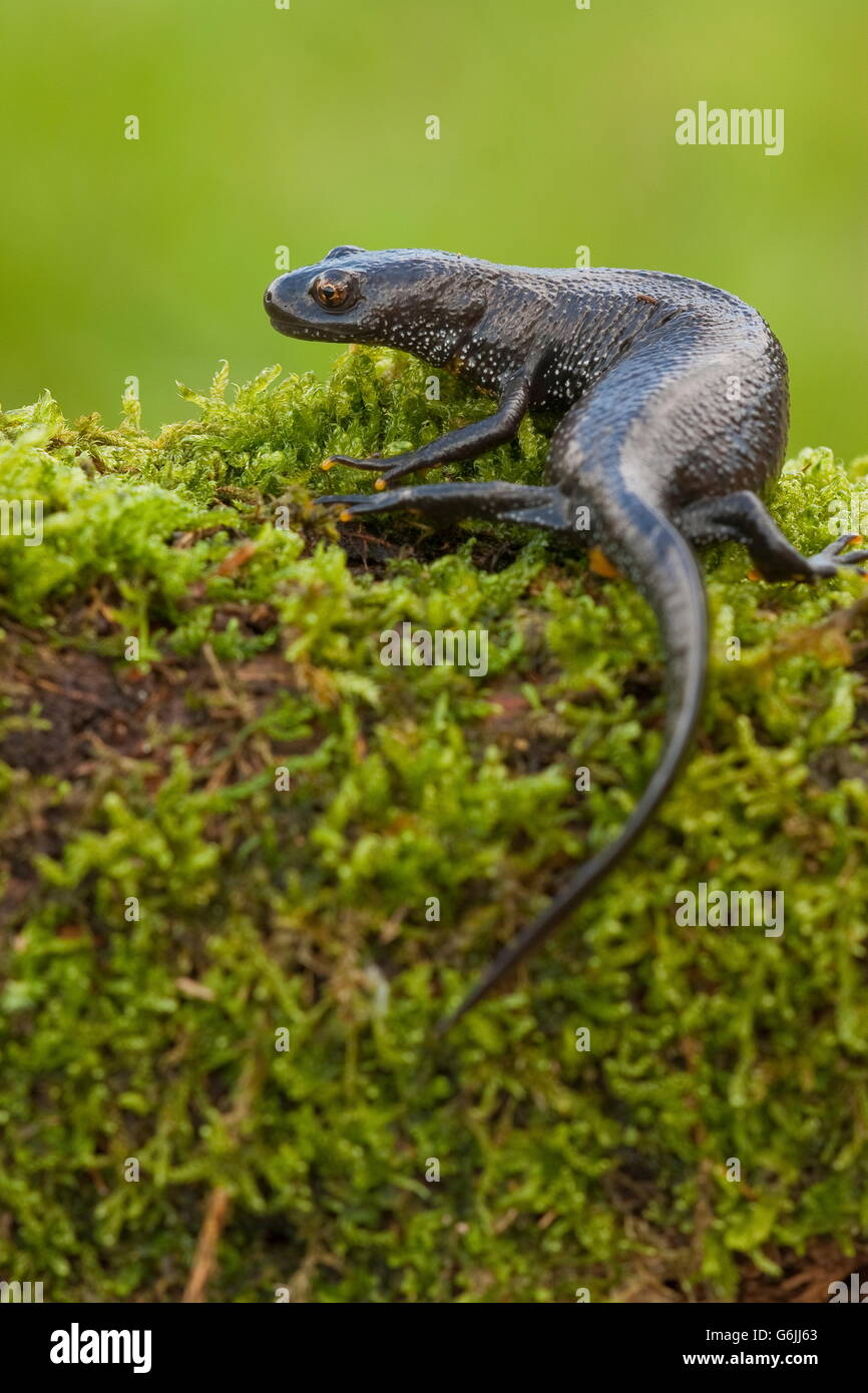 Great crested newt triturus cristatus adult immagini e fotografie stock ...